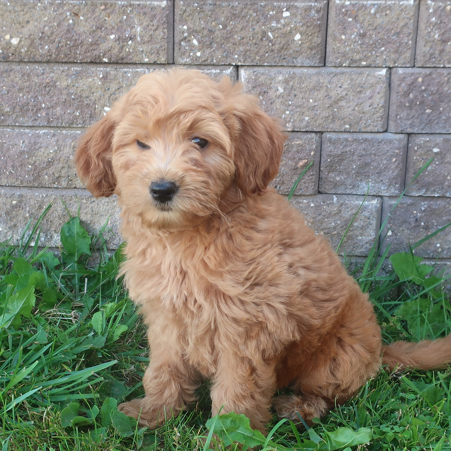 Mini Goldendoodles Archives - Furry Doodles