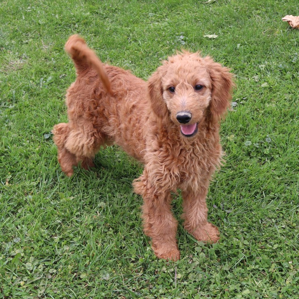 Mini Goldendoodles Archives - Furry Doodles