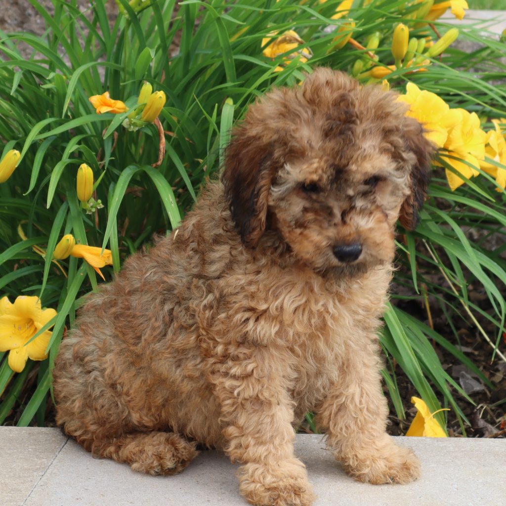 Mini Goldendoodles Archives - Furry Doodles