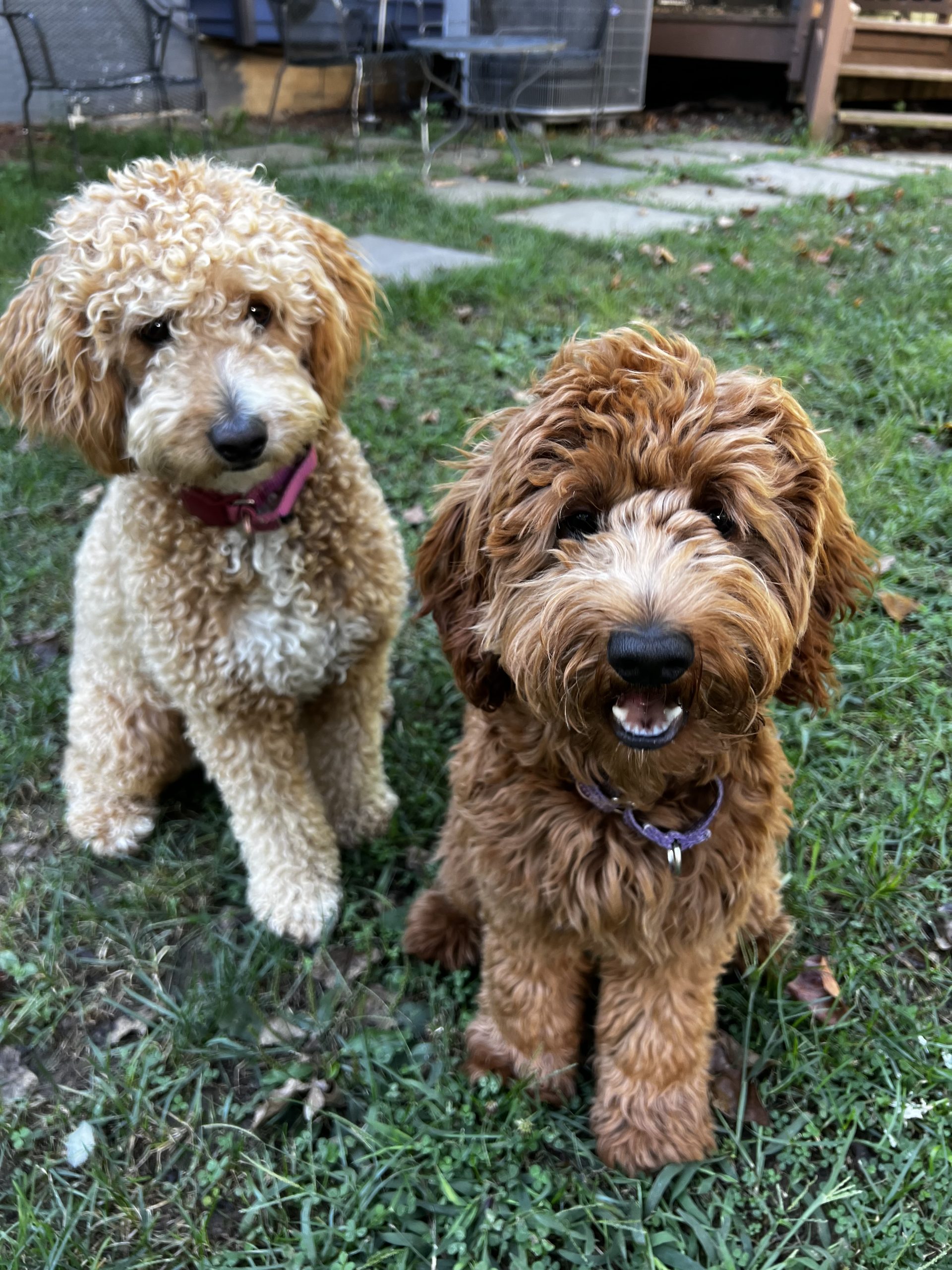 We have two of the sweetest girls from Furry Doodles - Furry Doodles