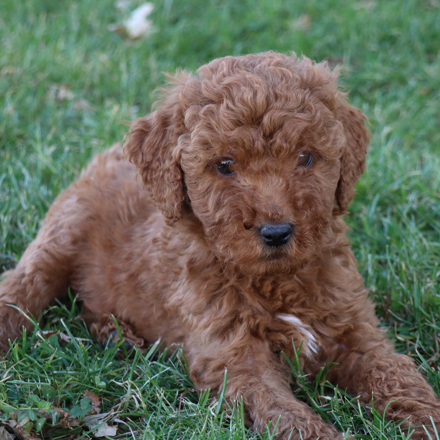 Mini Goldendoodles Archives - Furry Doodles