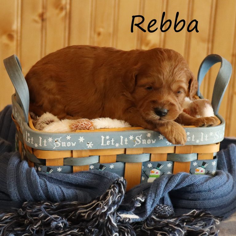 Furry Doodles - Furry Doodles